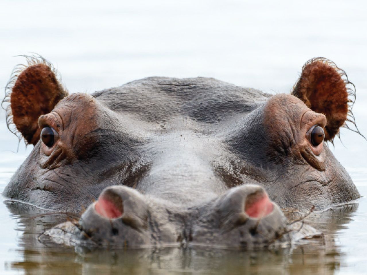 Home - Ezemvelo KZN Wildlife