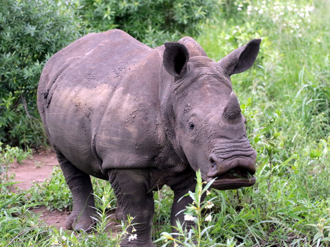 Home - Ezemvelo KZN Wildlife